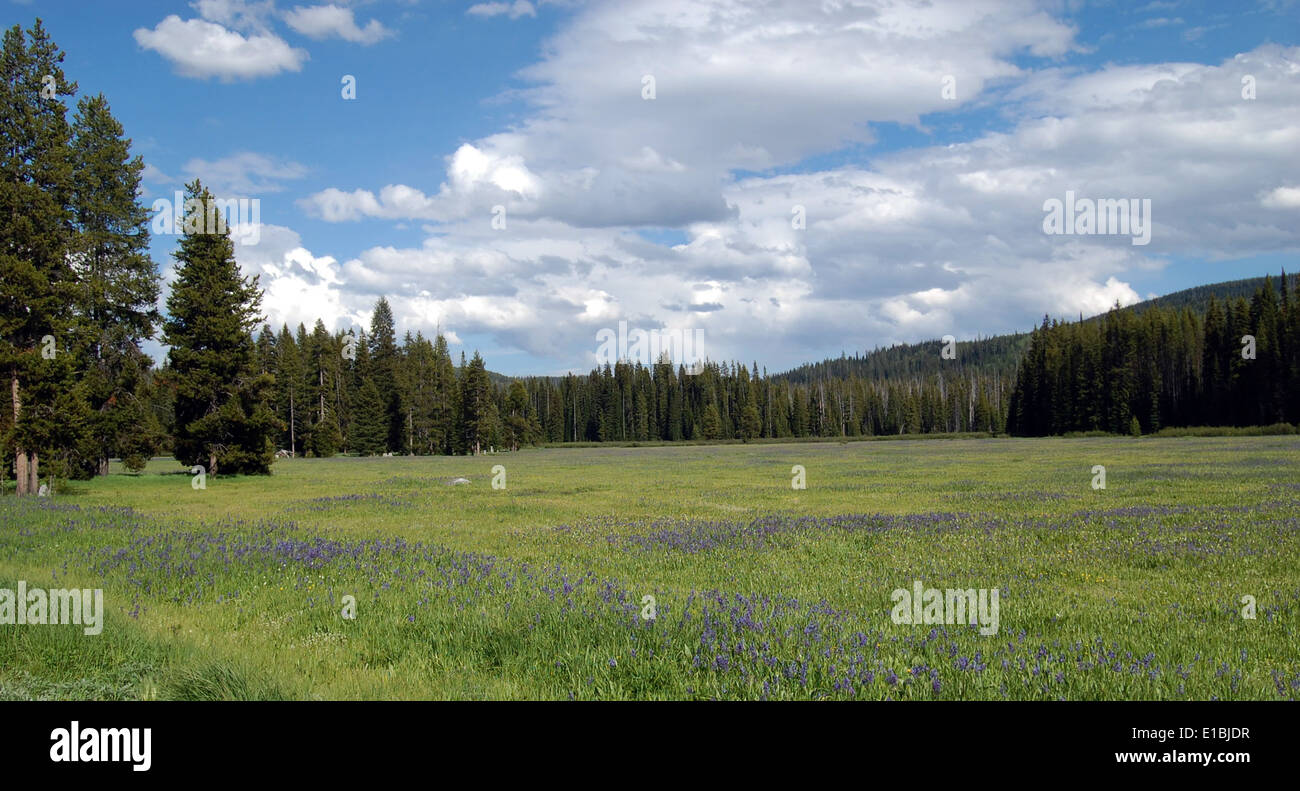 Packer meadow hi-res stock photography and images - Alamy