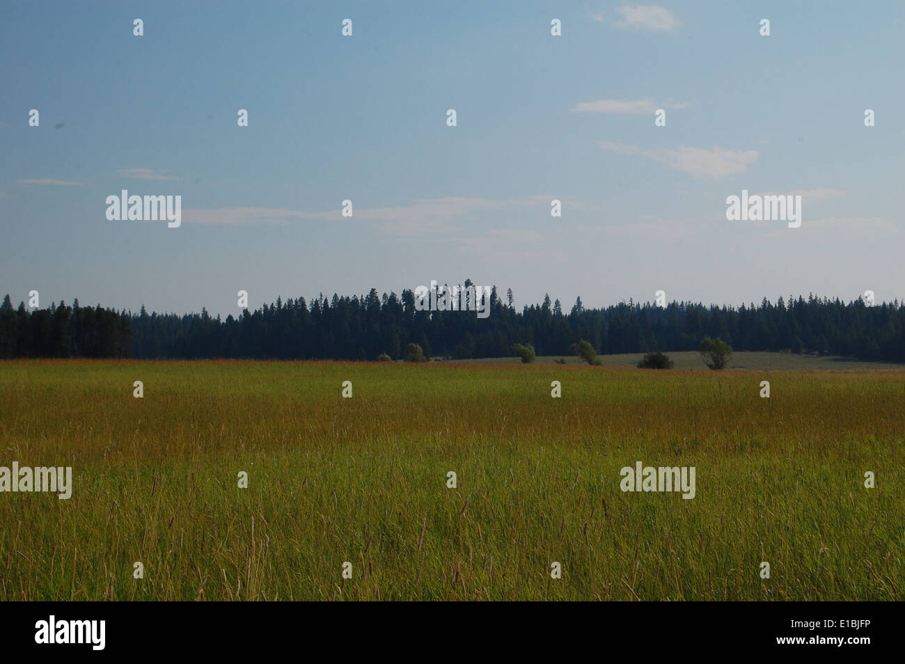 Weippe prairie hi-res stock photography and images - Alamy