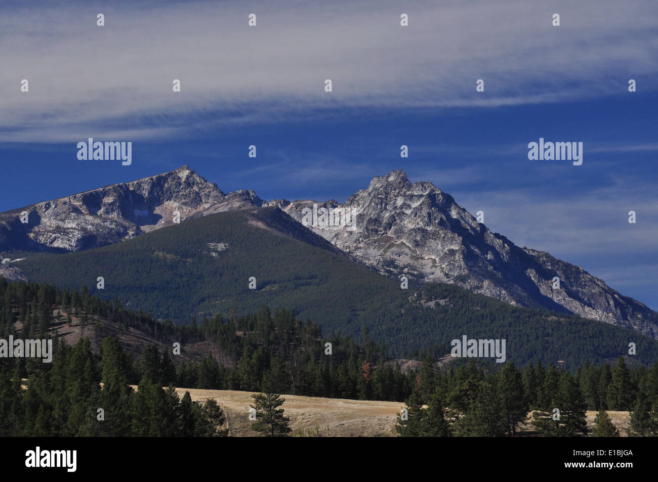 Sula montana hi-res stock photography and images - Alamy