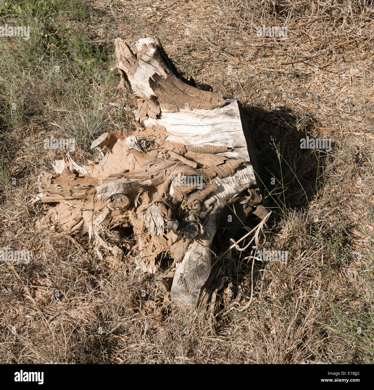 Gnarled hi-res stock photography and images - Alamy