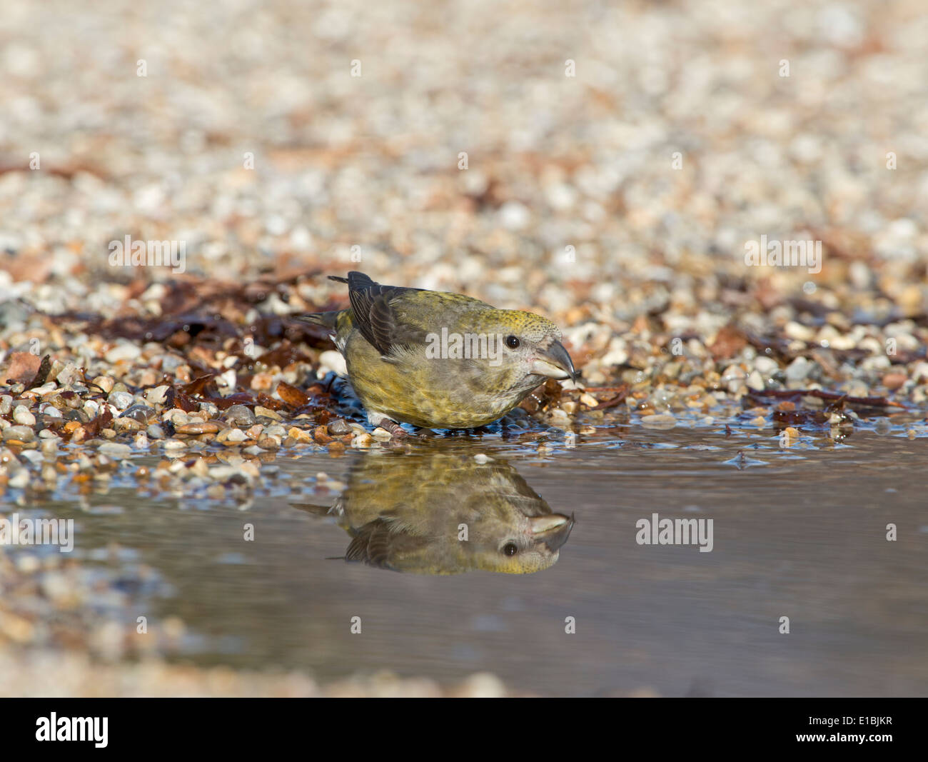 Female red crossbill hi-res stock photography and images - Alamy