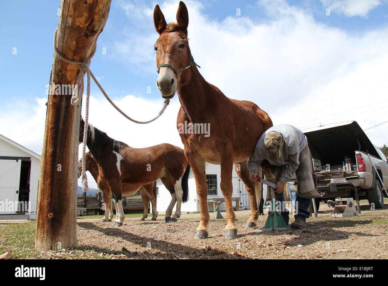 Mule String High Resolution Stock Photography and Images - Alamy