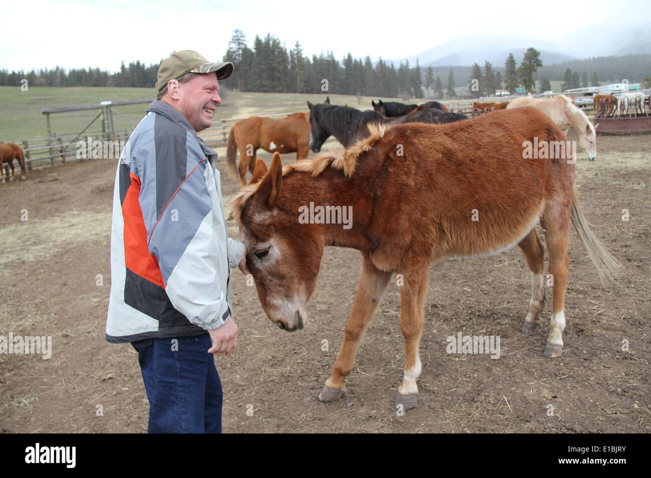 Mule string hi-res stock photography and images - Alamy