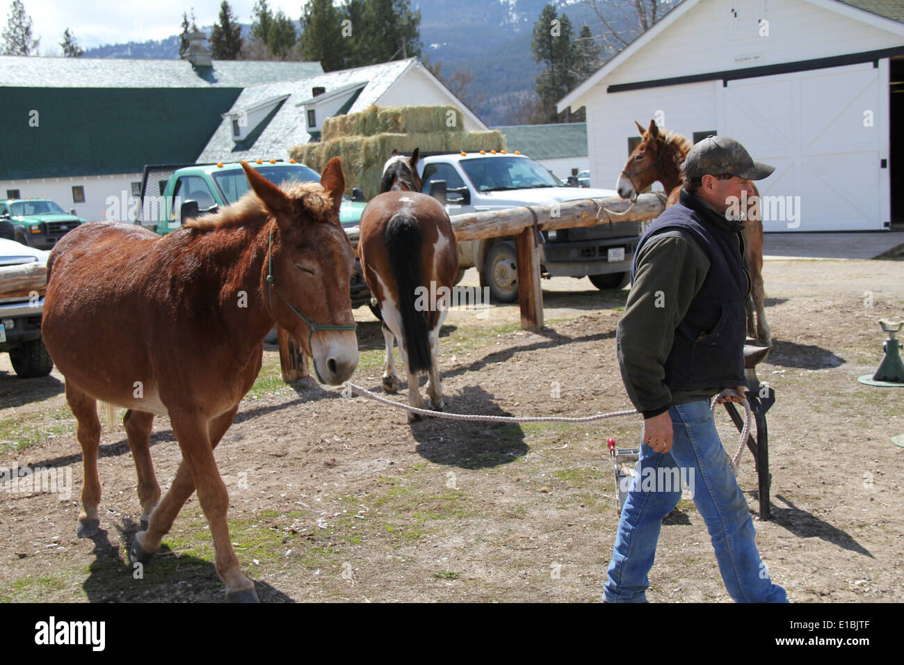 Mule String High Resolution Stock Photography and Images - Alamy