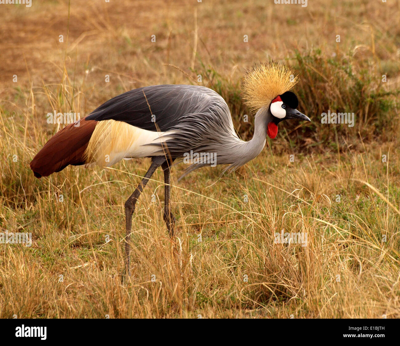 Grey Crowned Crane (Balearica Regulorom) on the grasslands of the Masai ...