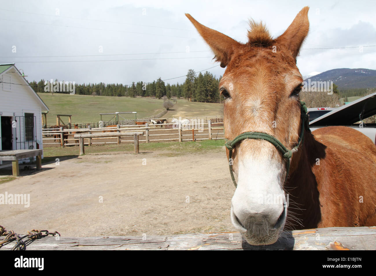 Packstring hi-res stock photography and images - Alamy