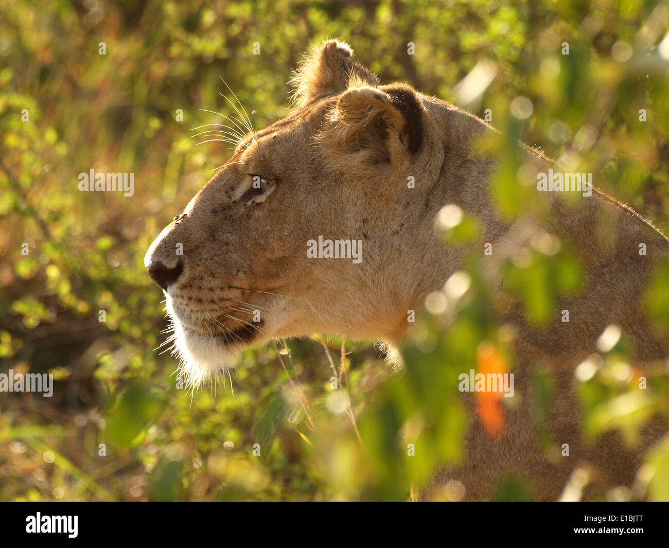Lioness hunt hi-res stock photography and images - Alamy