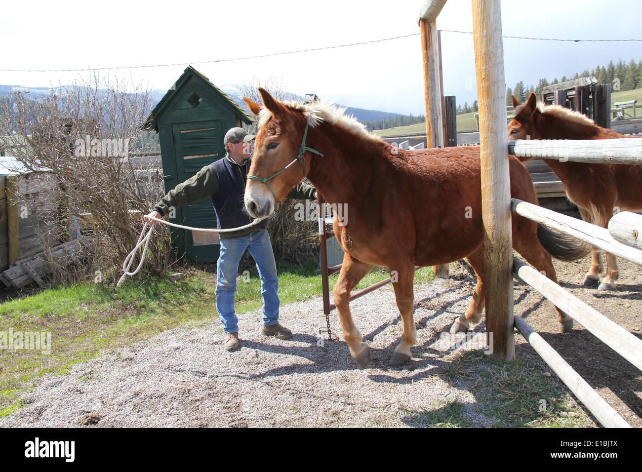 The Ninemile Pack String, located in the Lolo National Forest in ...