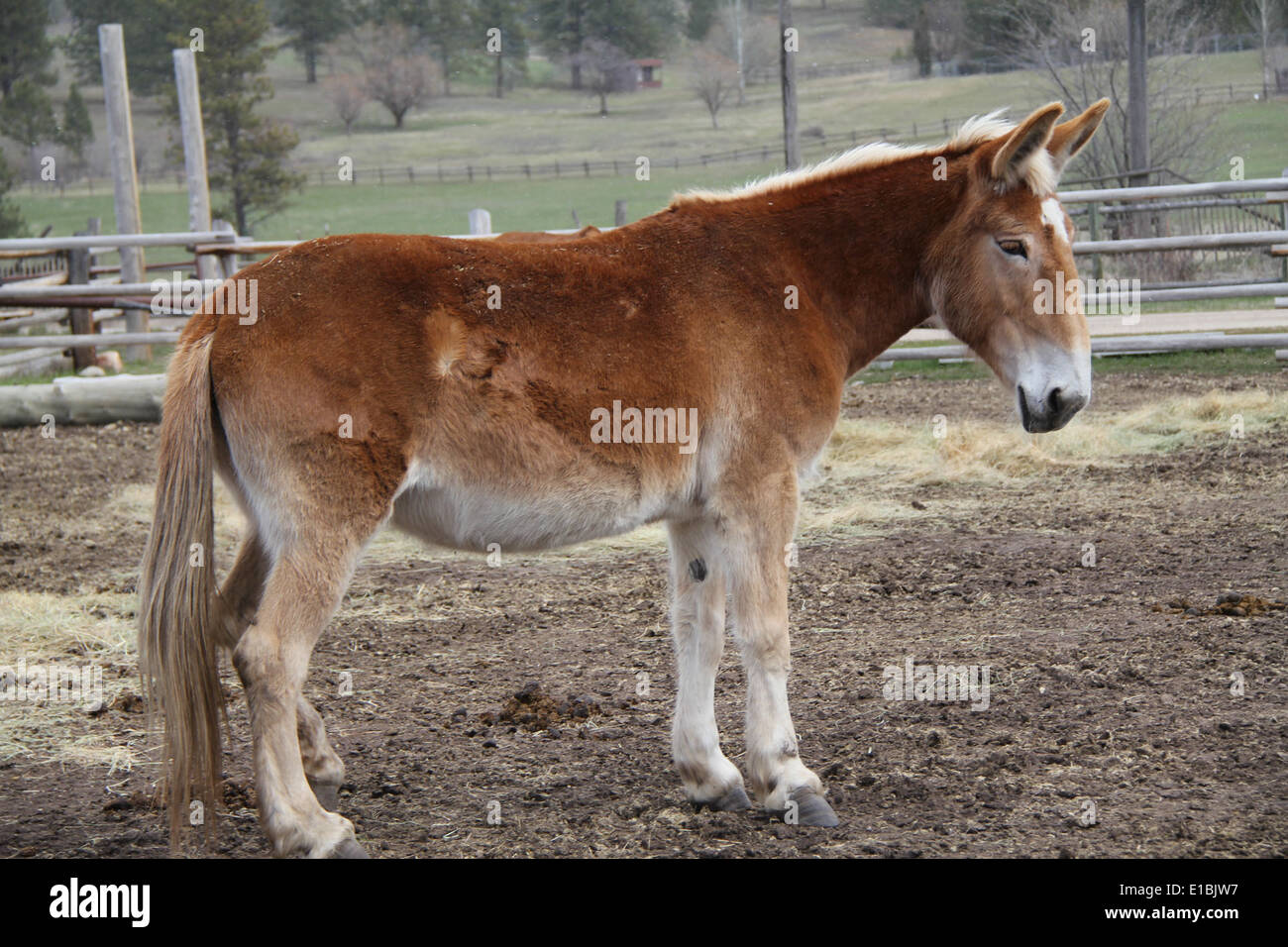 Mule string hi-res stock photography and images - Alamy