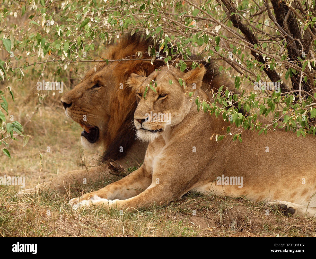Lion and Lioness (Panthera Leo) in between mating sessions in the Masai ...