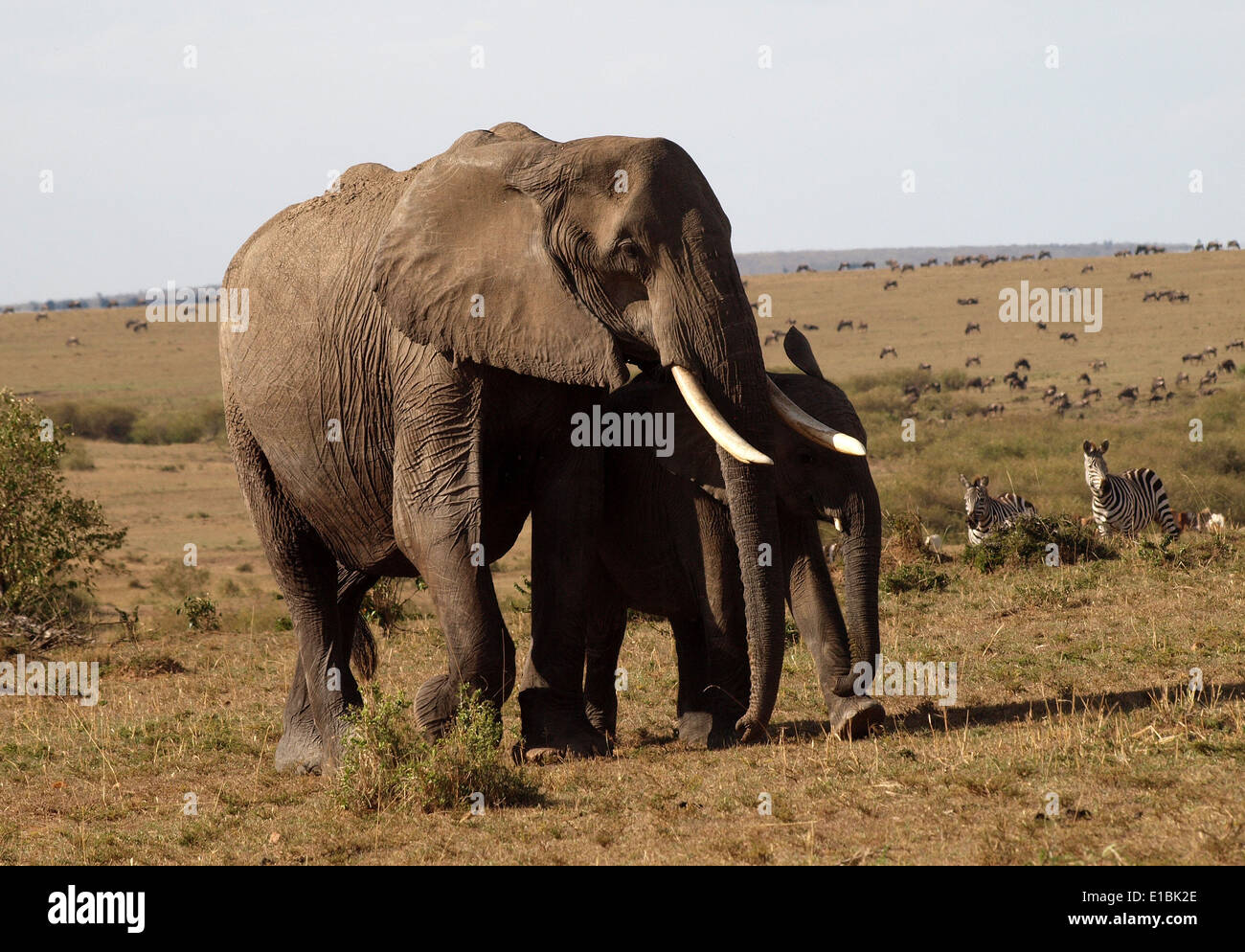 African Elephant cow (Loxodonta Africana) with calf heading for water ...