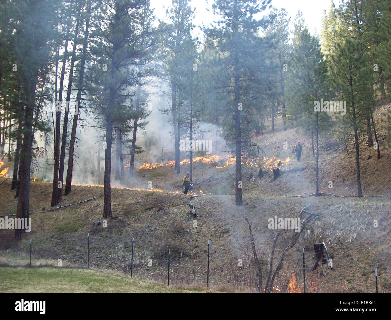 A prescribed fire conducted at the West Fork Ranger District of the ...