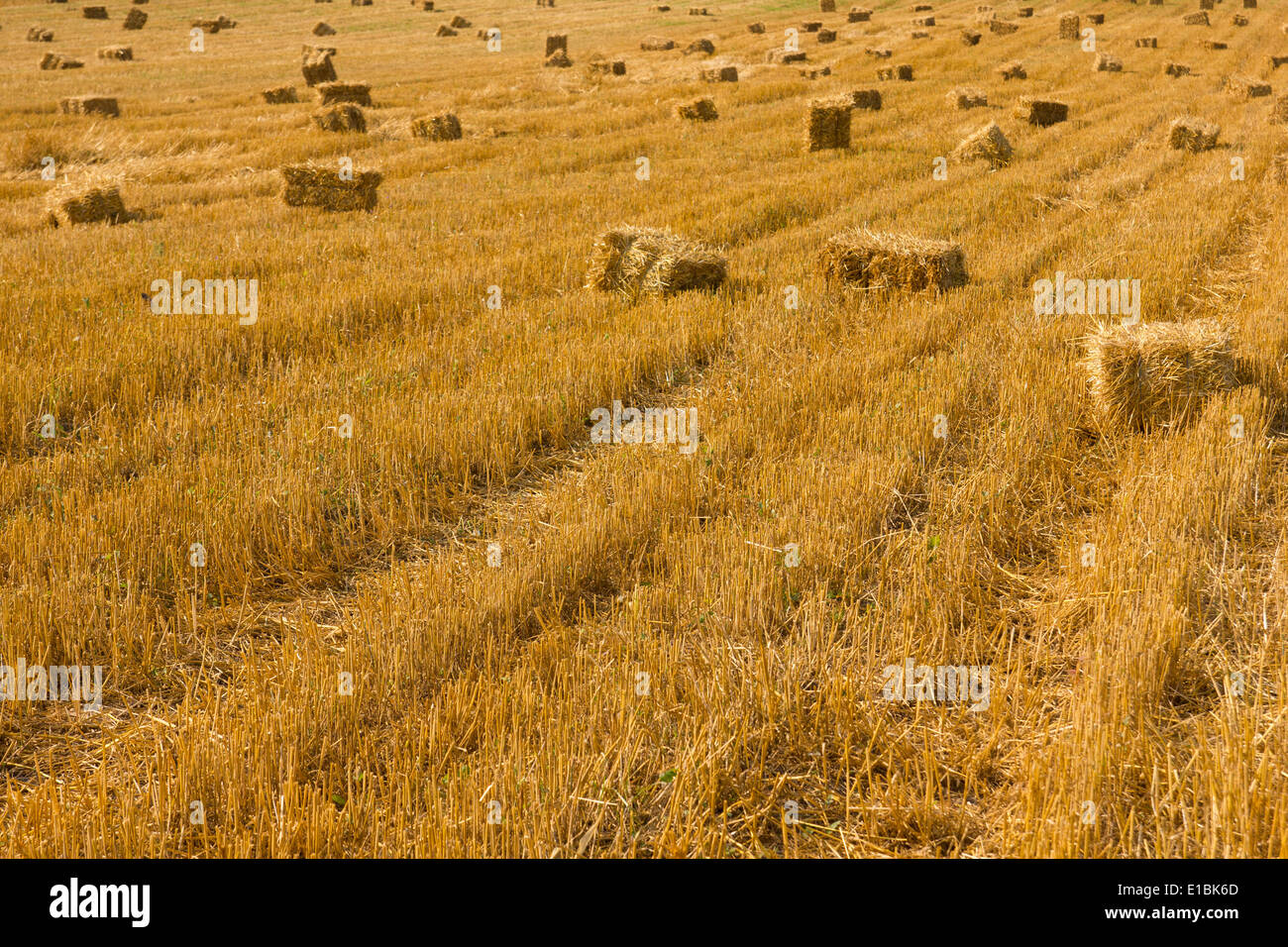 beautiful field of hay bales on daytime, landscape Stock Photo - Alamy