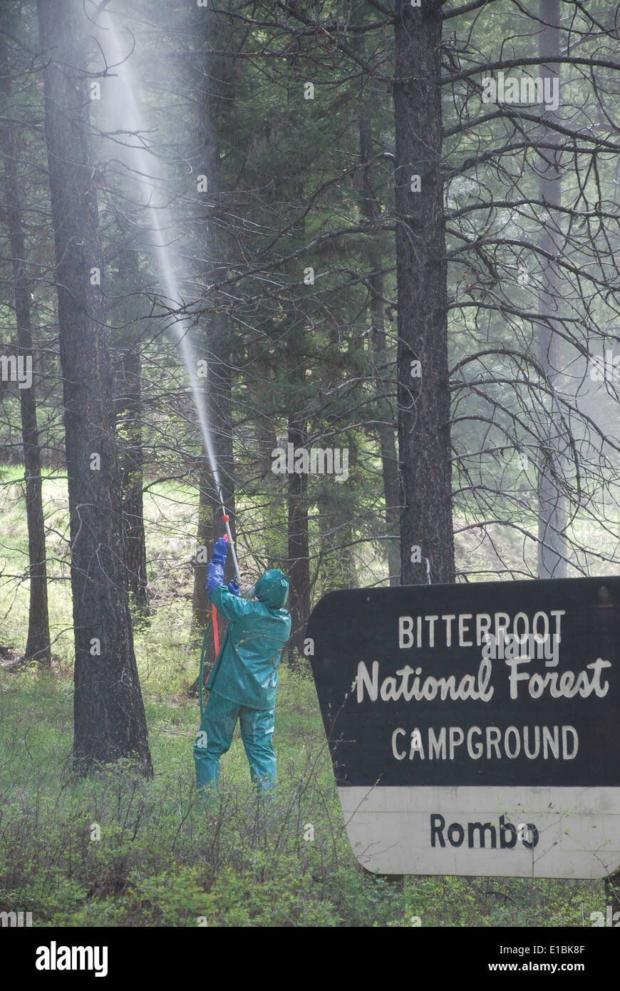 In 2011, the Bitterroot National Forest implemented treatments for ...