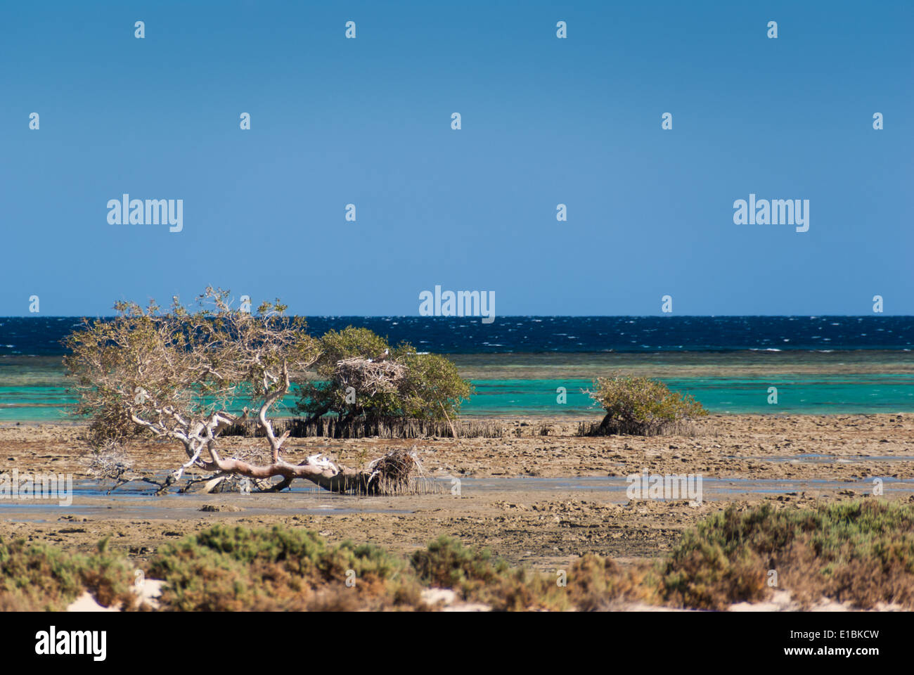 Hamata mangroves hi-res stock photography and images - Alamy