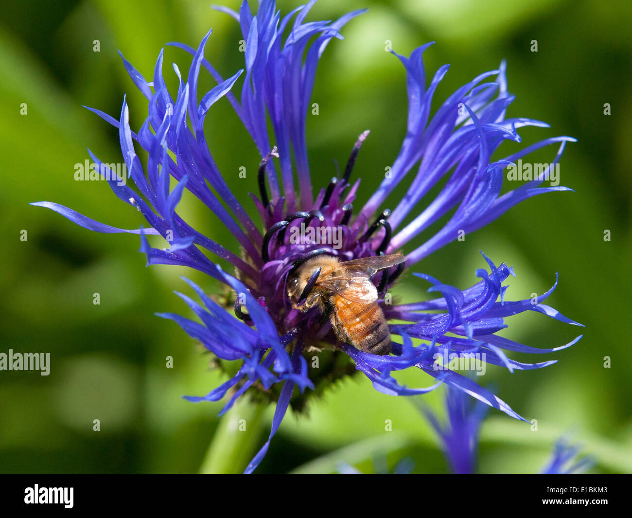 Honey bee on Cone flower Stock Photo - Alamy