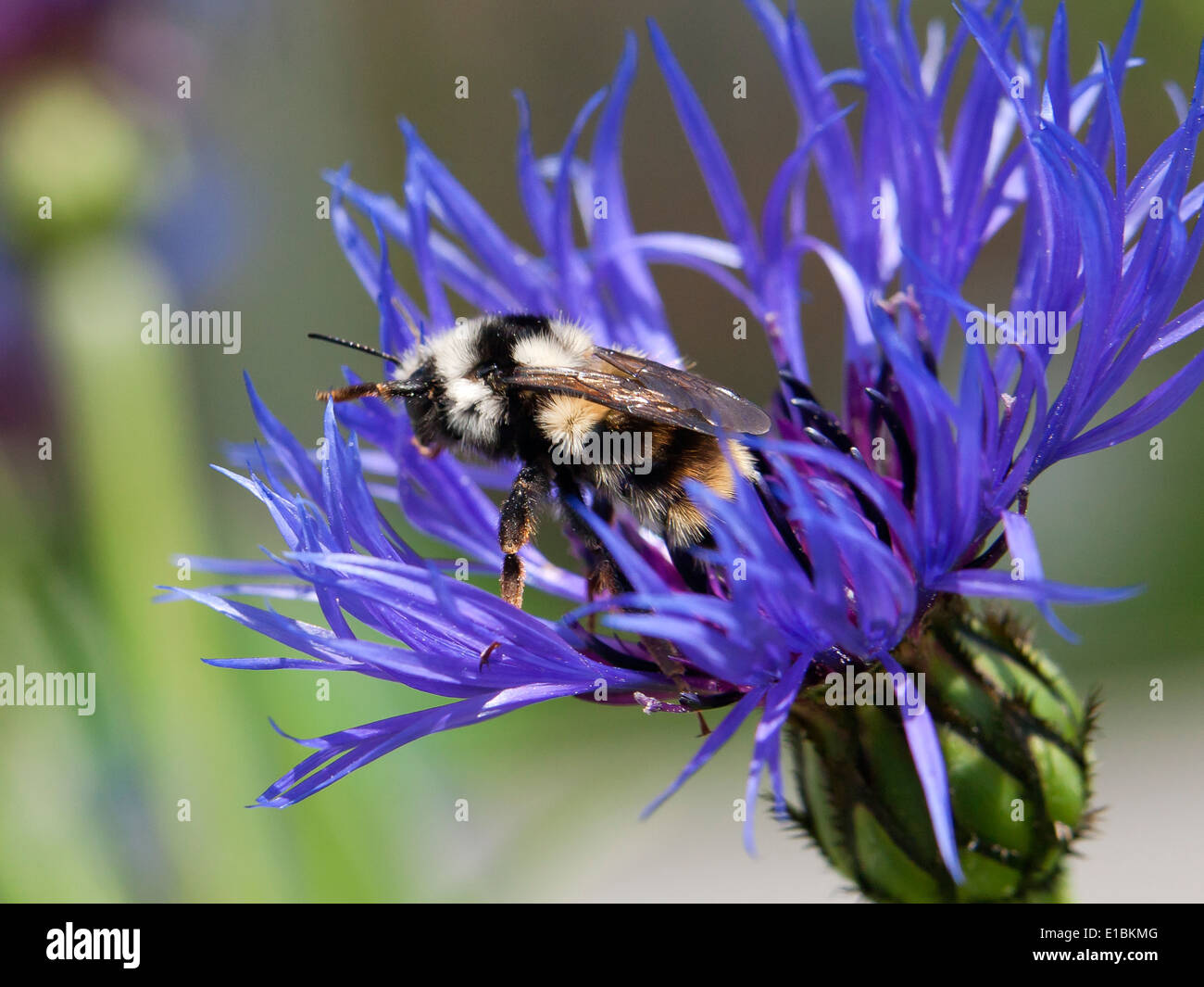 Furry bumble bee Stock Photo - Alamy