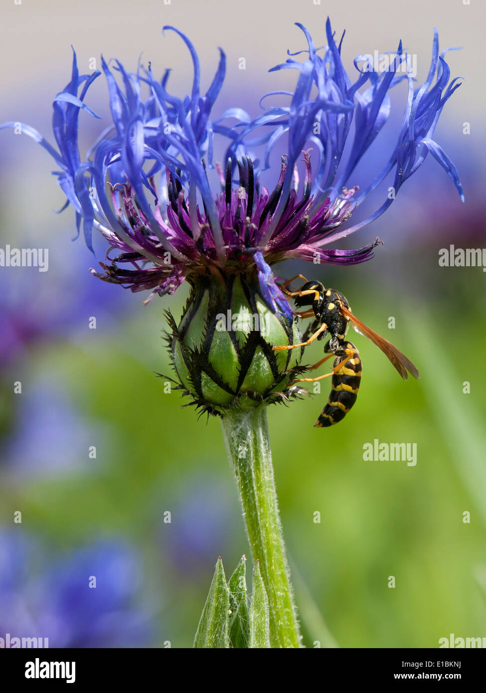 Yellow jacket on flower Stock Photo - Alamy