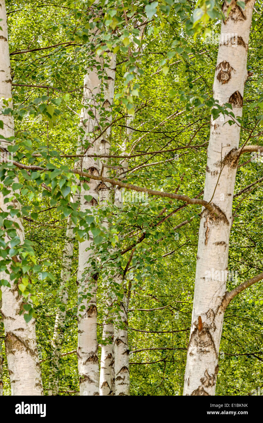 park with silver birch trees Stock Photo - Alamy
