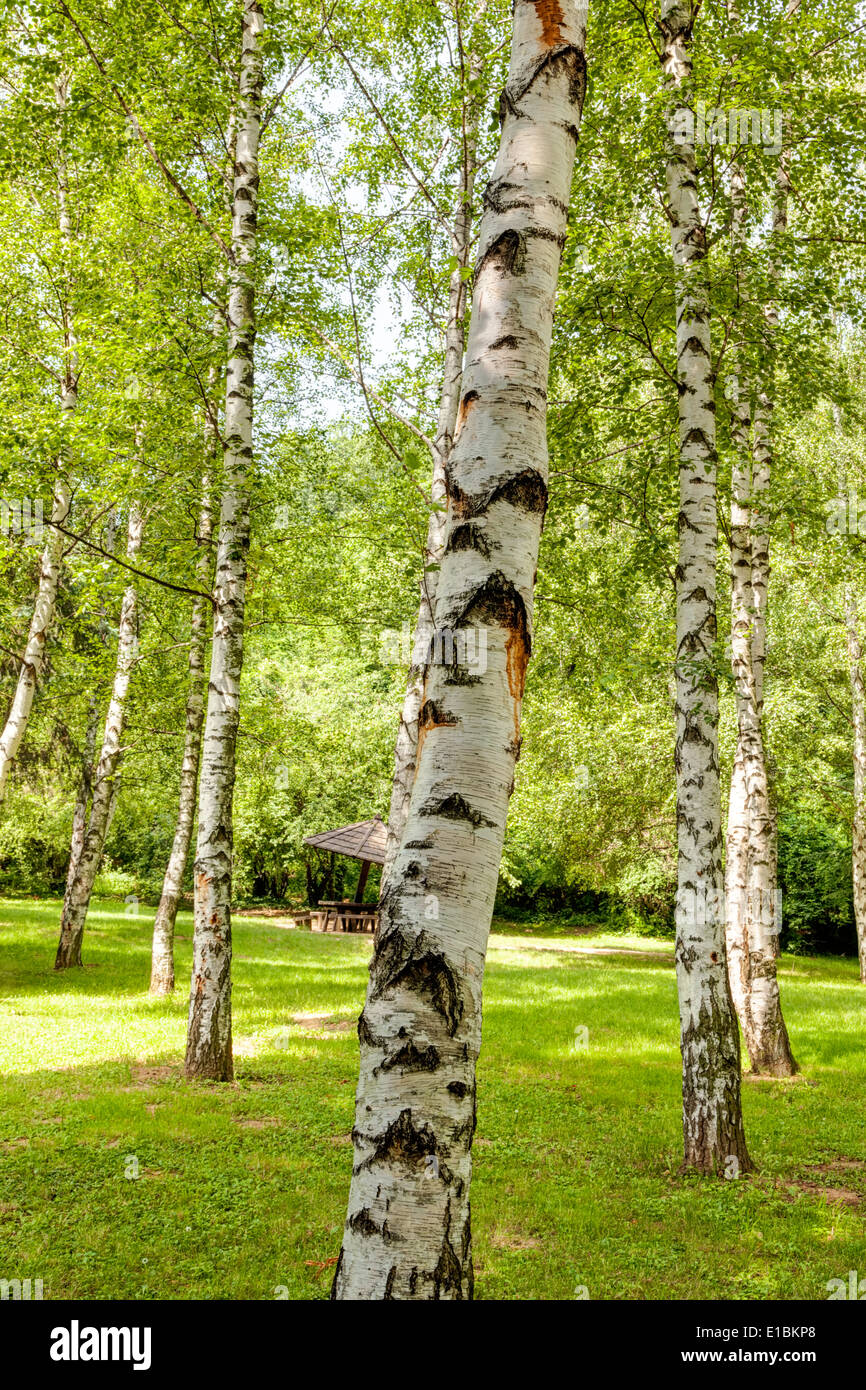 park with silver birch trees Stock Photo - Alamy
