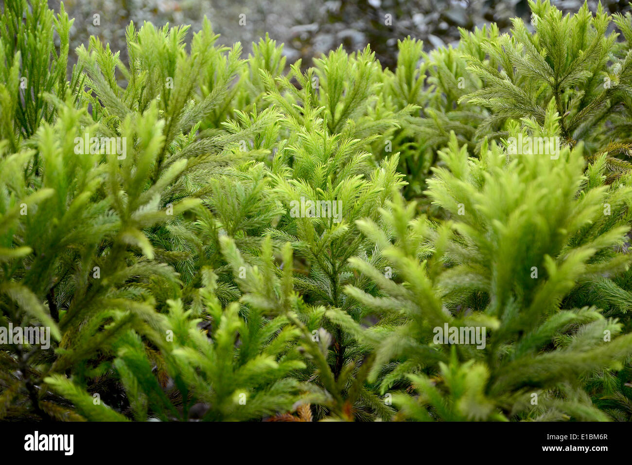 grass, nature, natural, plants Stock Photo - Alamy