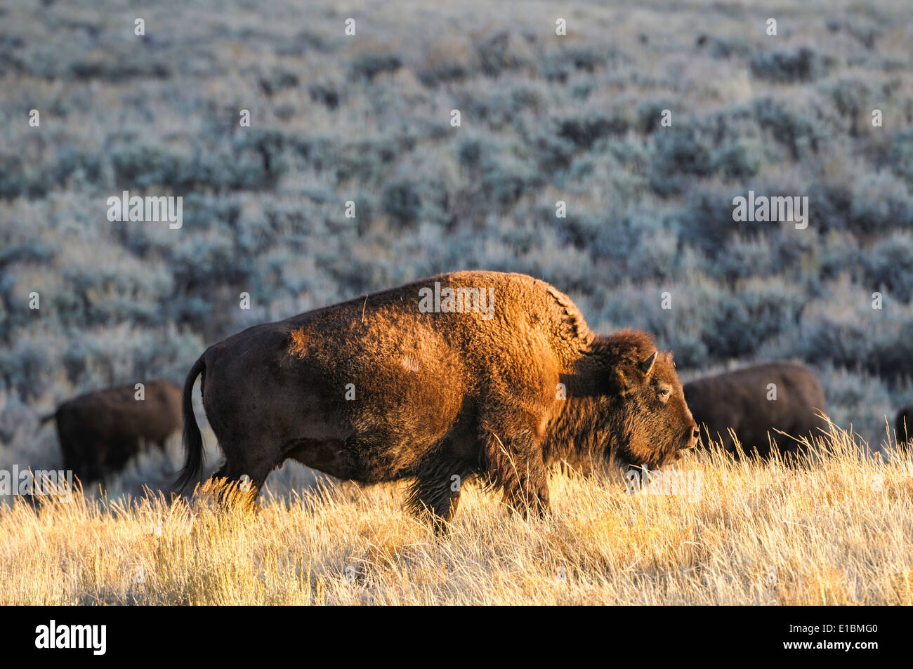 Yellowstone bison hi-res stock photography and images - Alamy