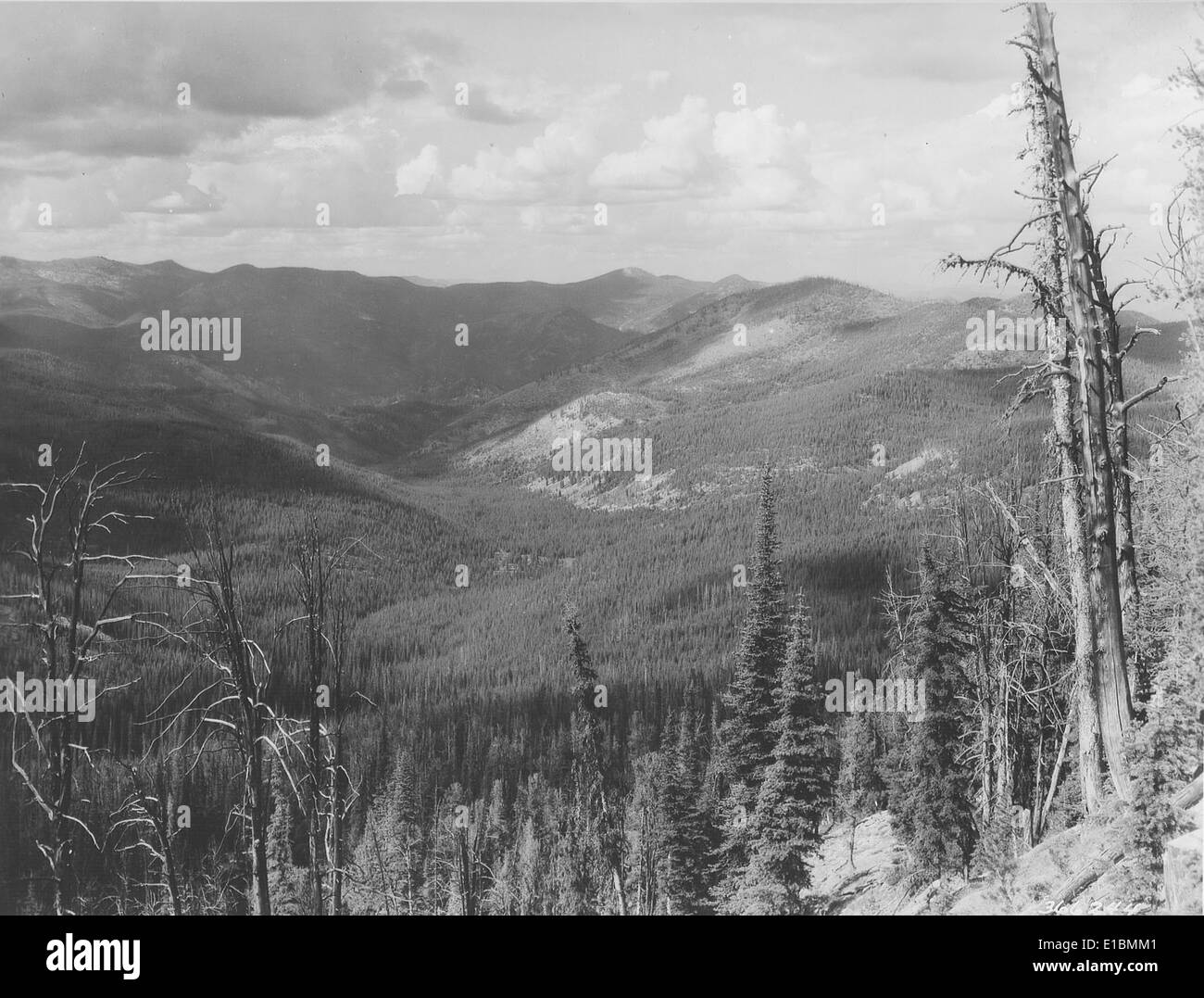 This Image Is A Representation Of An Ongoing Conservation Effort