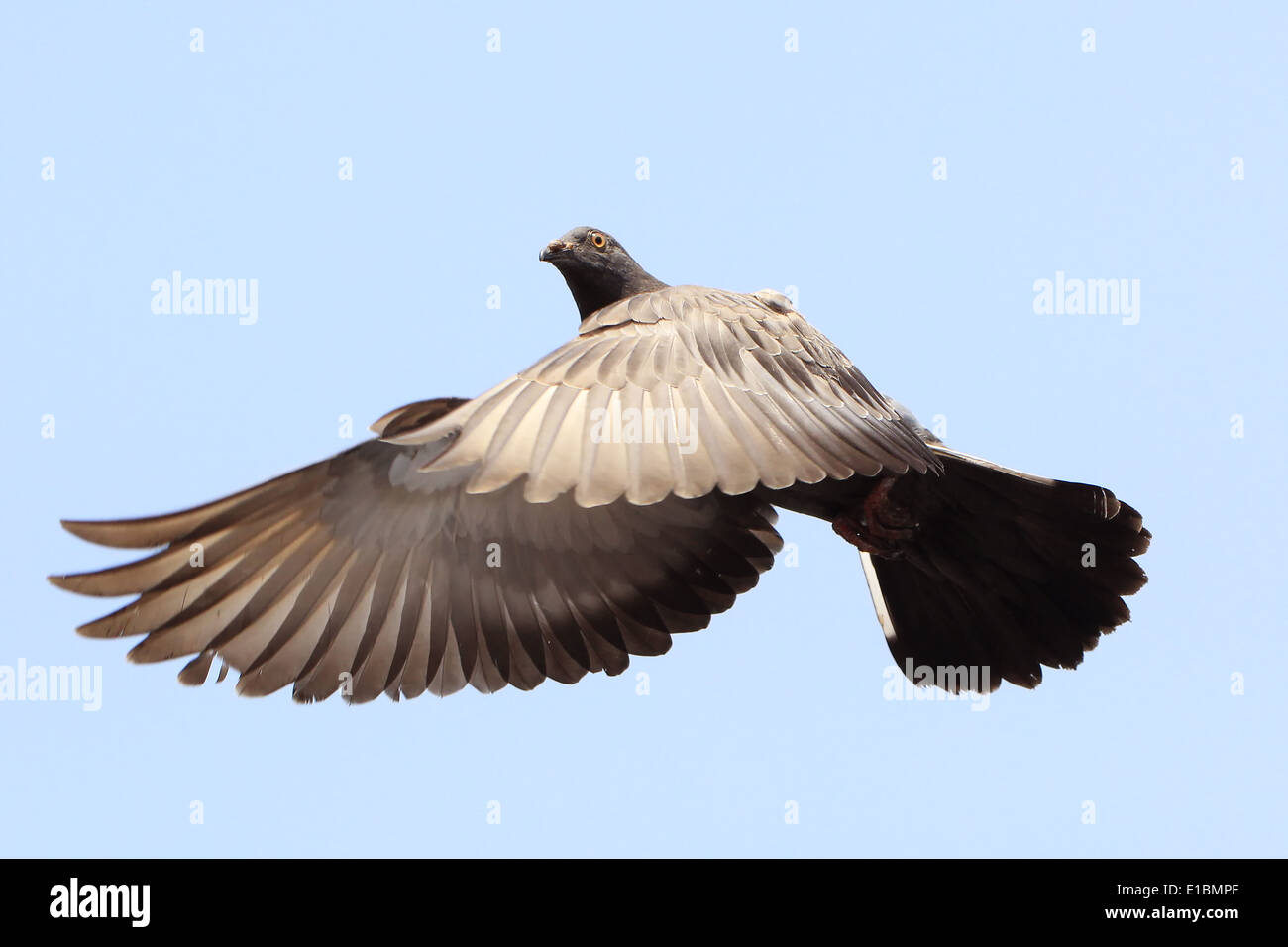 flying dove against beautiful sky Stock Photo - Alamy