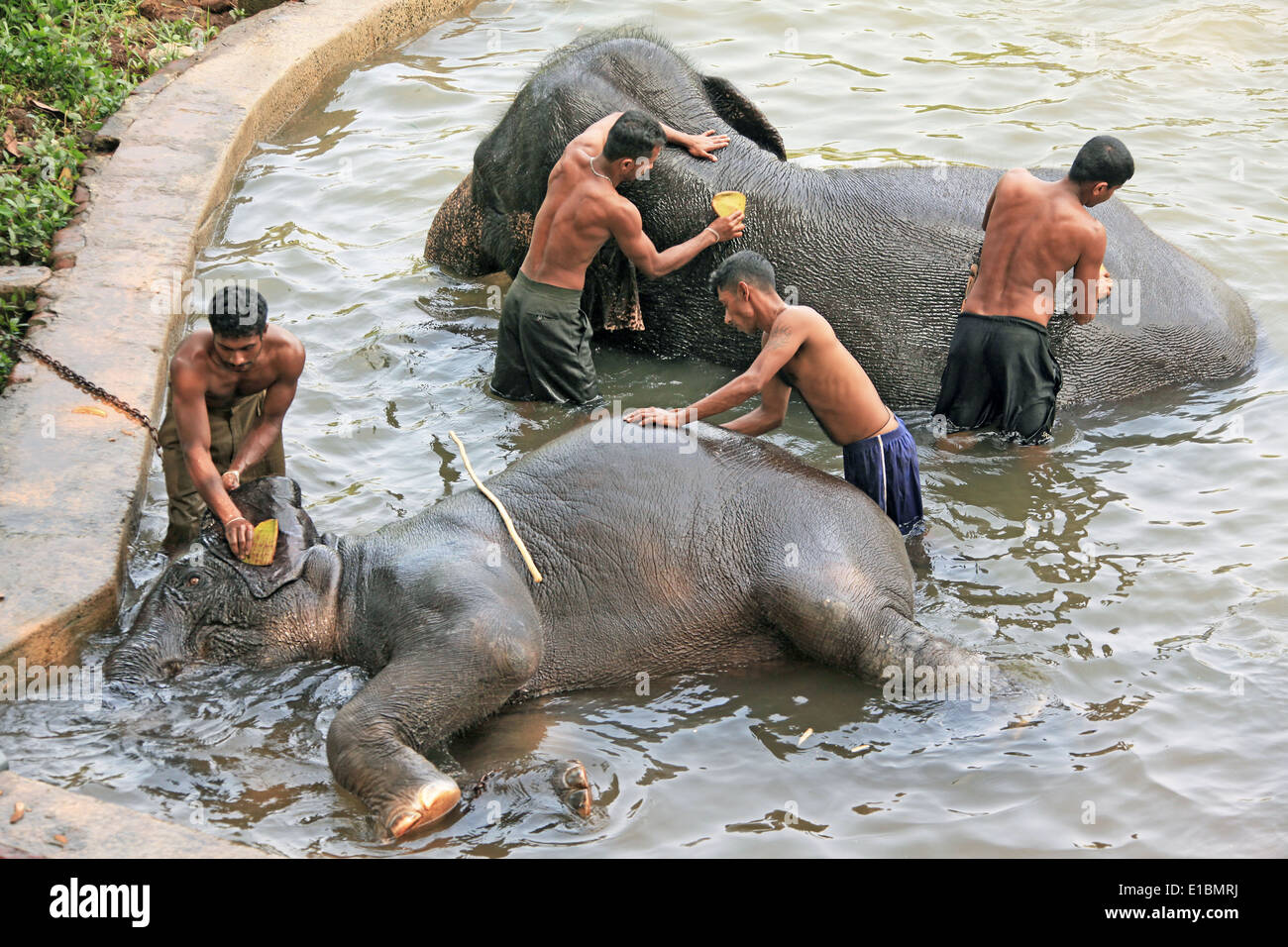 Staff of the National Park wash elephants in the pool in Pinavalla ...