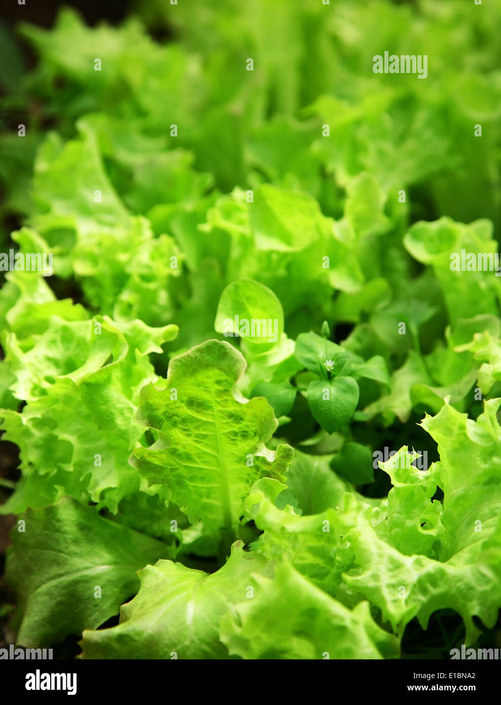 Lettuce herbs hi-res stock photography and images - Alamy