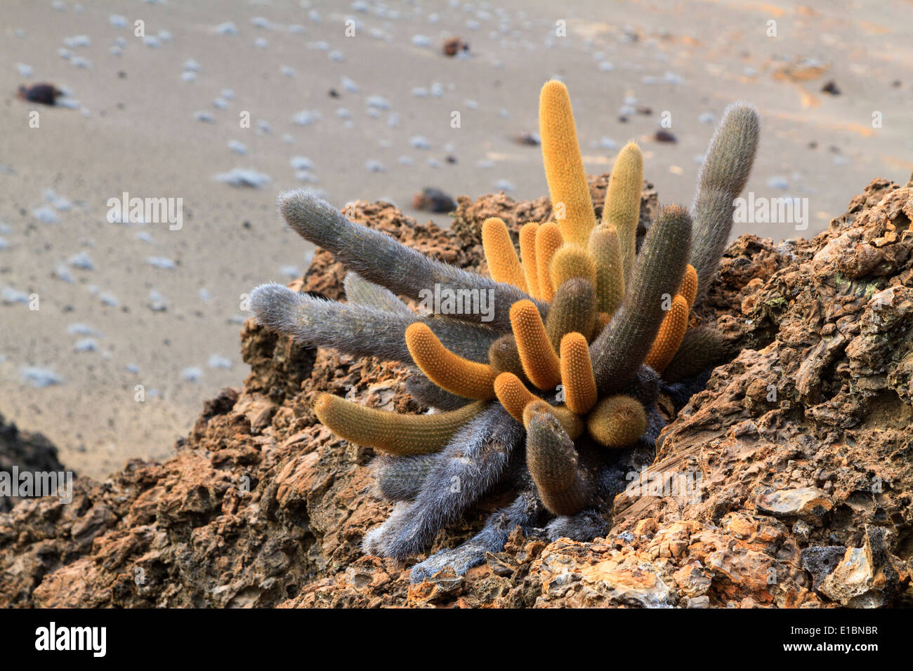 Lava Cactus, Bartolomé Island, Galápagos Islands, Ecuador Stock Photo ...