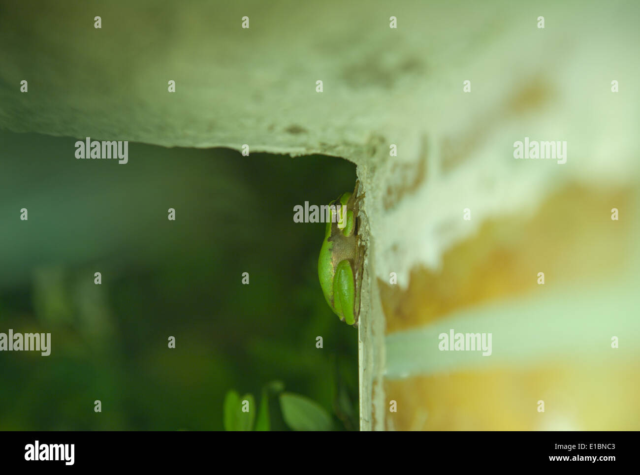 Frog climbing wall hi-res stock photography and images - Alamy