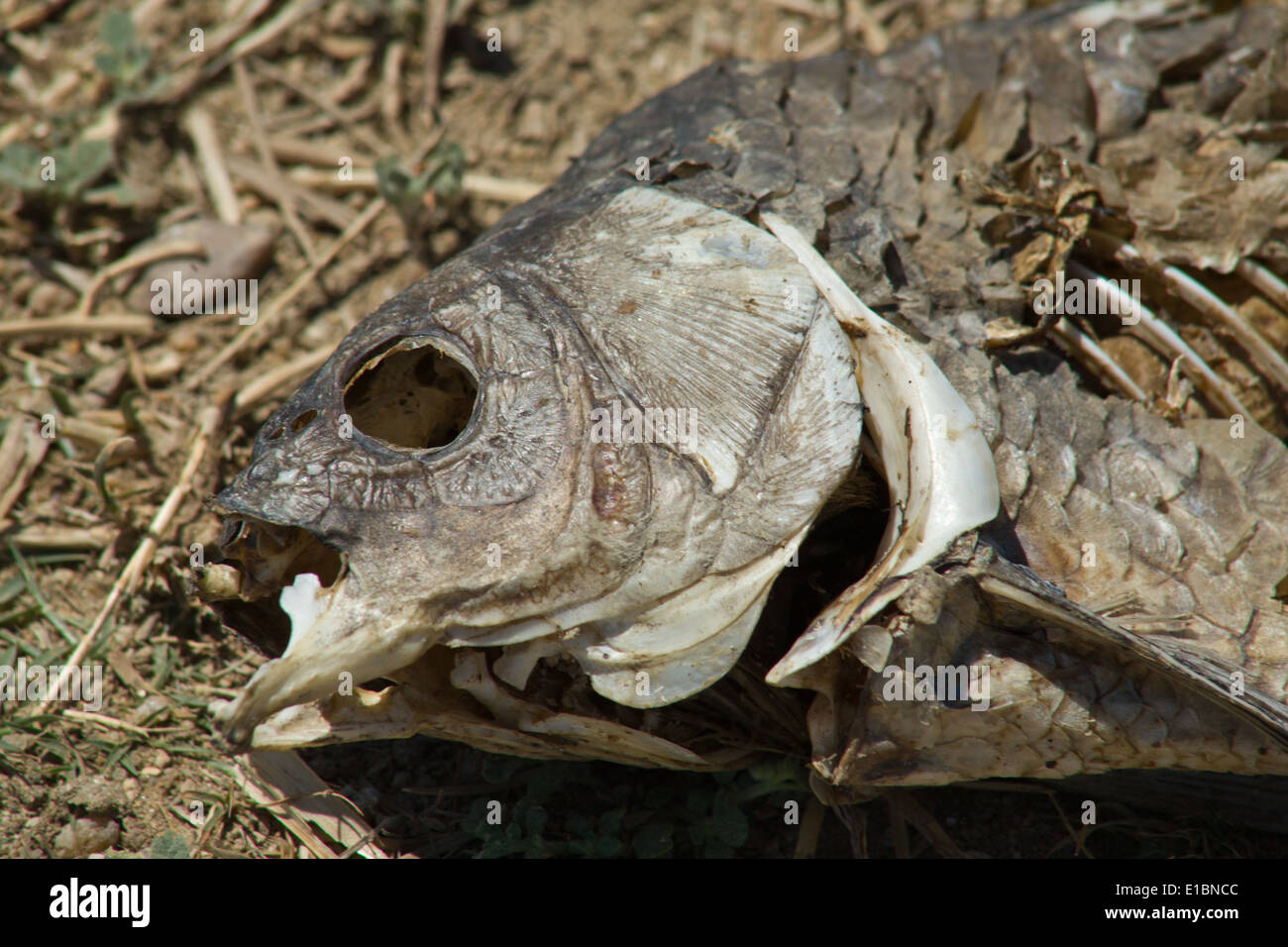 Dried carcass of dead fish on dried bed of wetland during severe ...