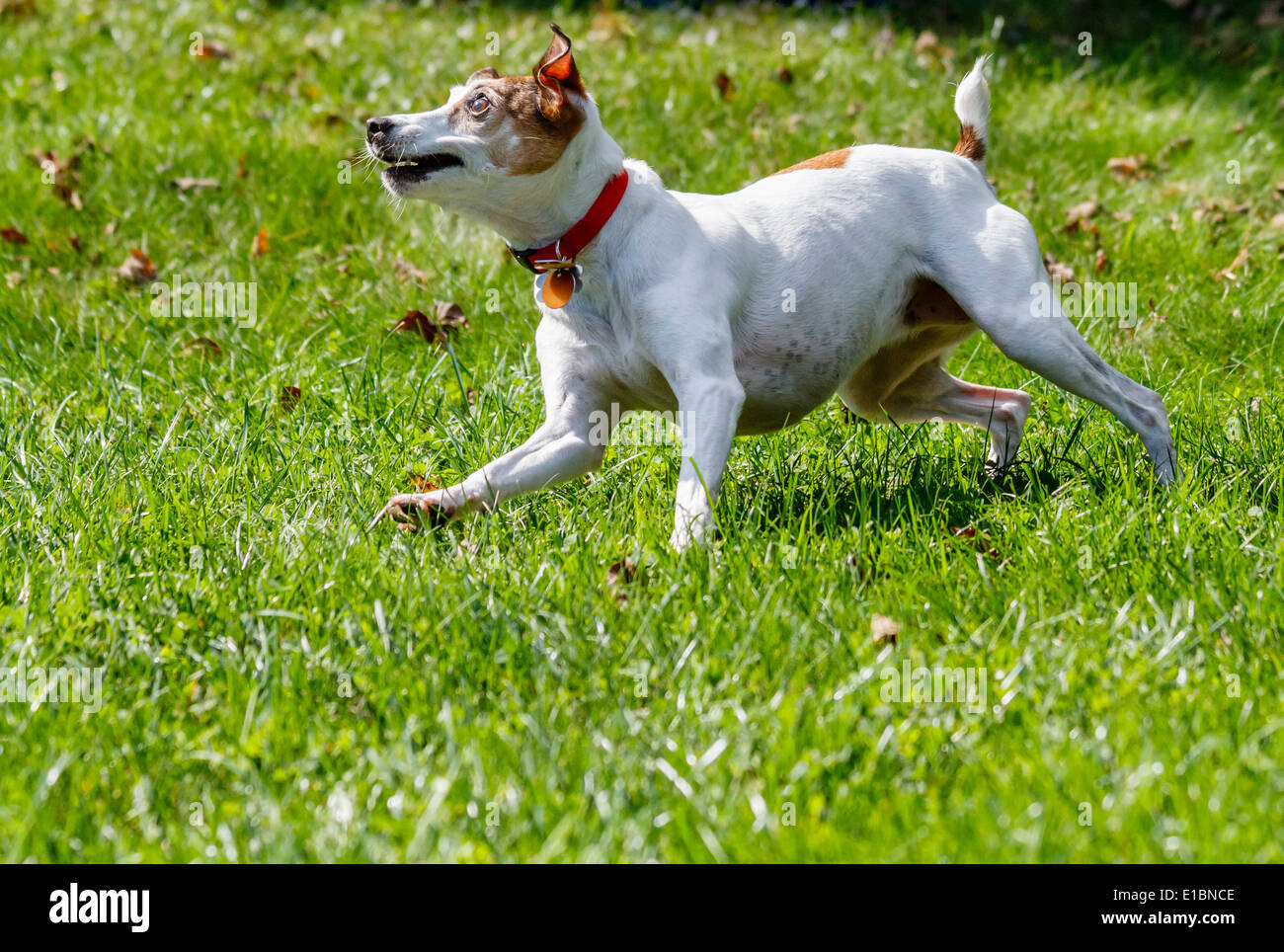 Chase russell hi-res stock photography and images - Alamy