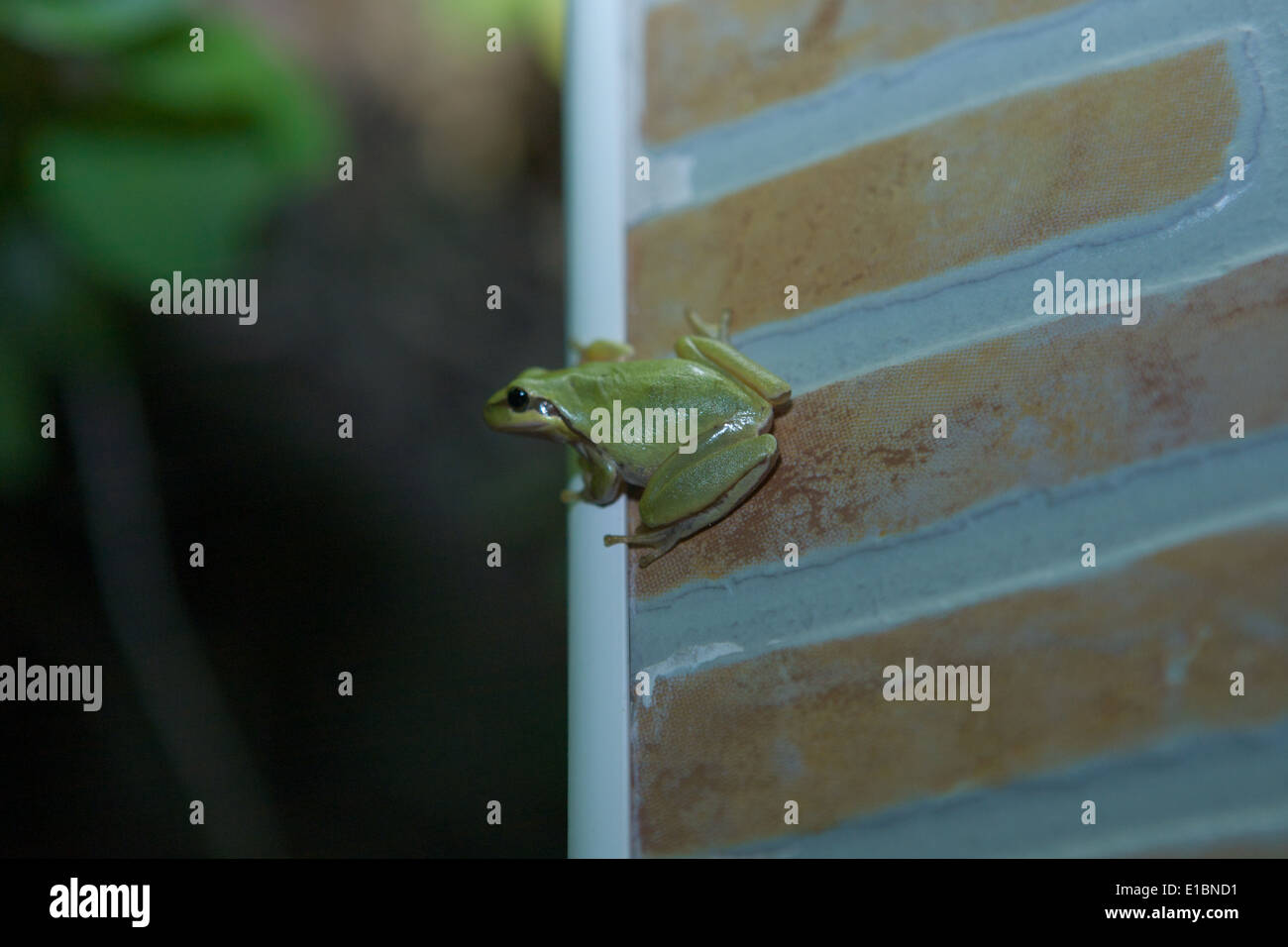 Frog climbing wall hi-res stock photography and images - Alamy
