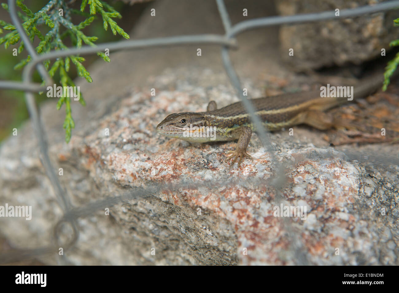 Lizard resting over a rock protected by a wire fence, Caceres, Spain ...