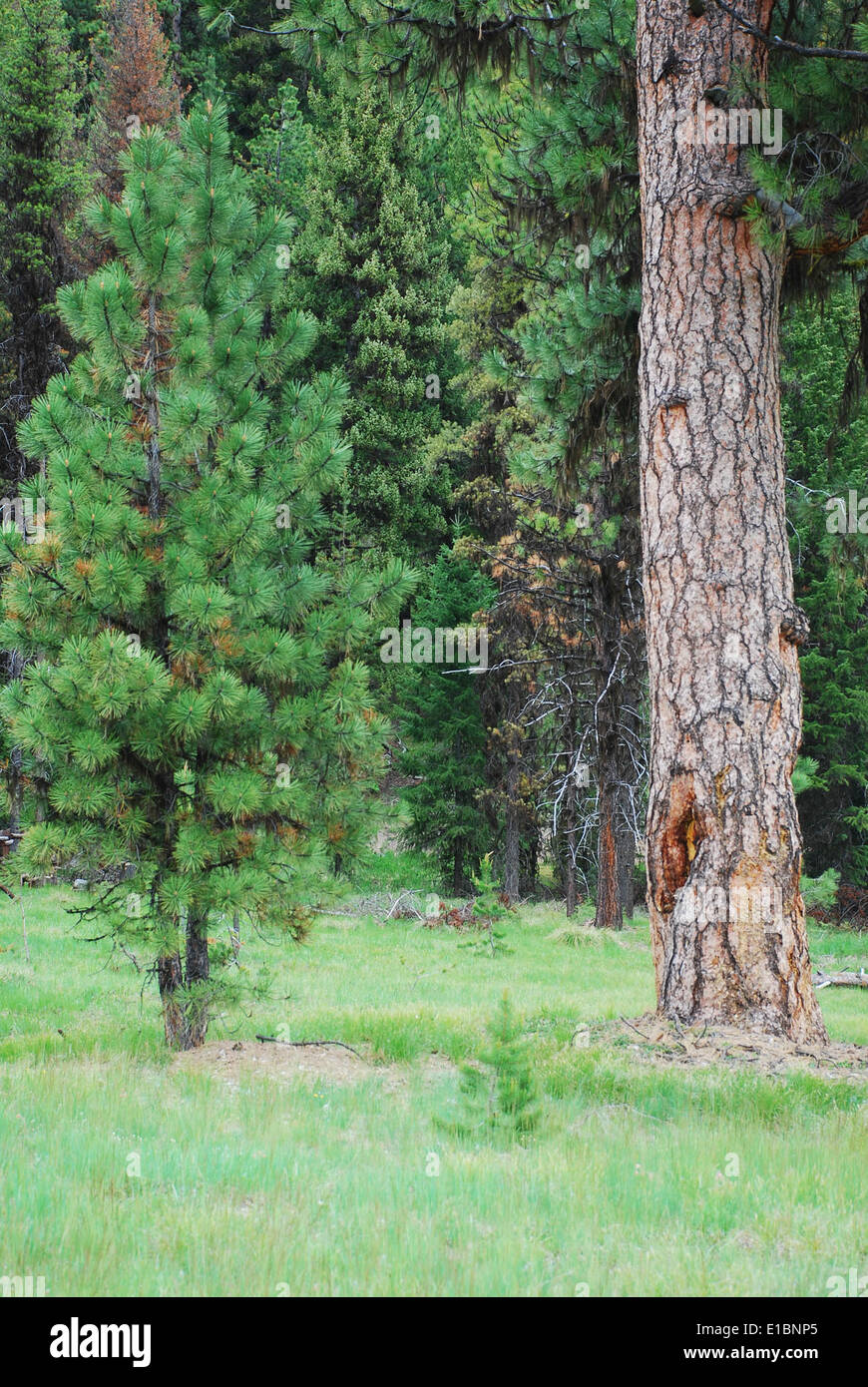 West Fork Campground High Resolution Stock Photography and Images - Alamy