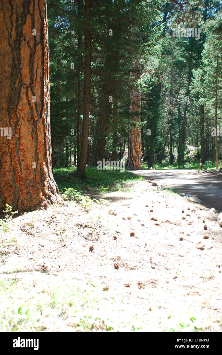 West fork campground hi-res stock photography and images - Alamy