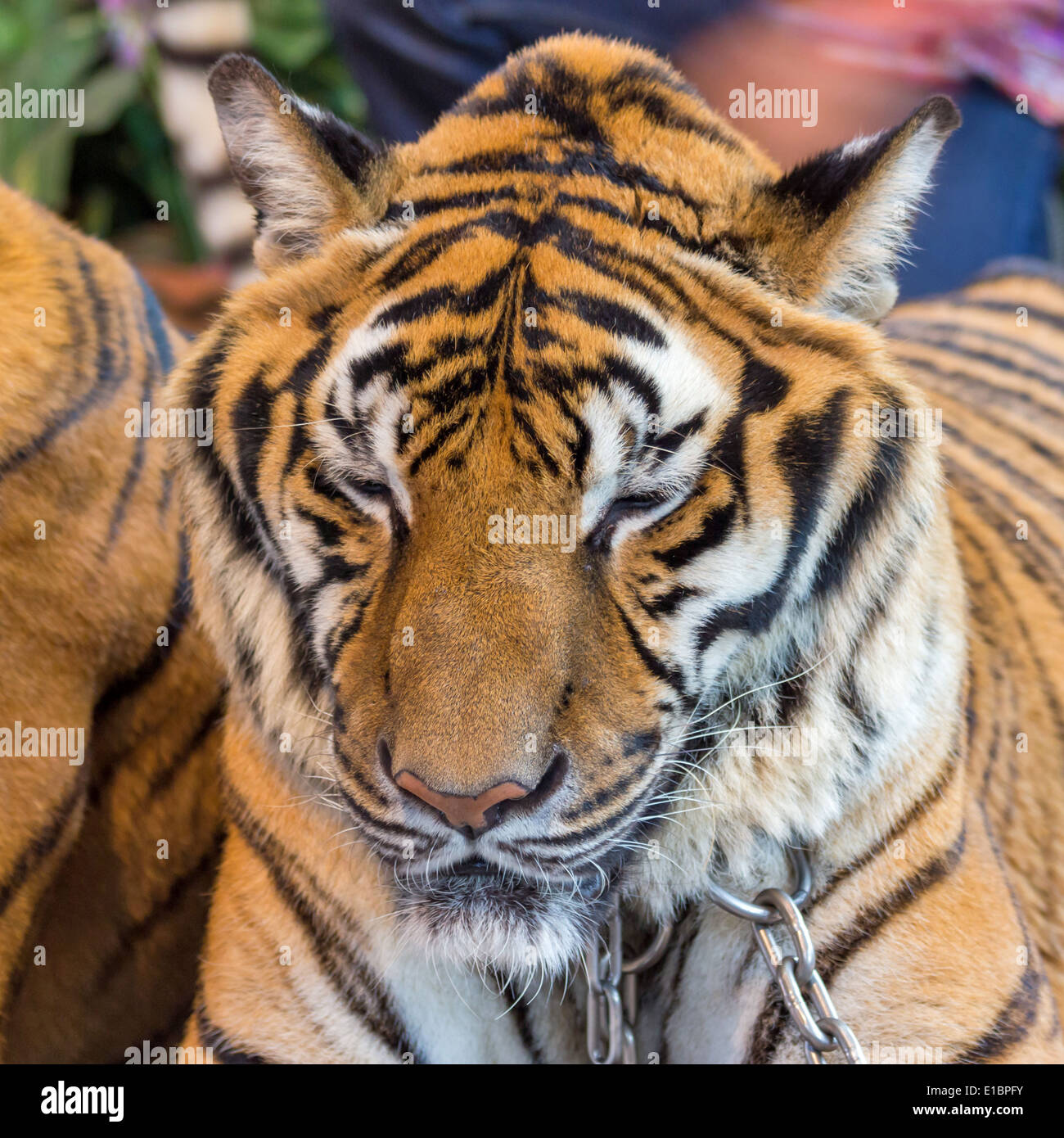 Tiger thailand nature hi-res stock photography and images - Alamy