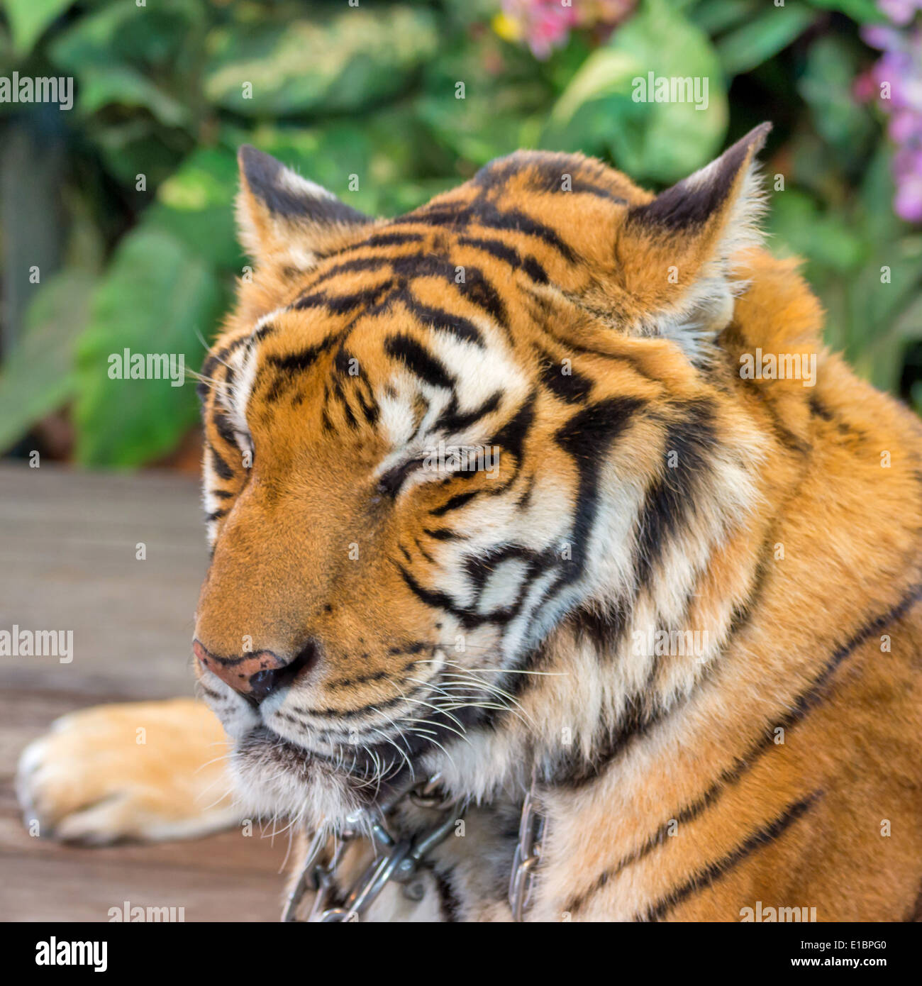 Close up tiger hi-res stock photography and images - Alamy