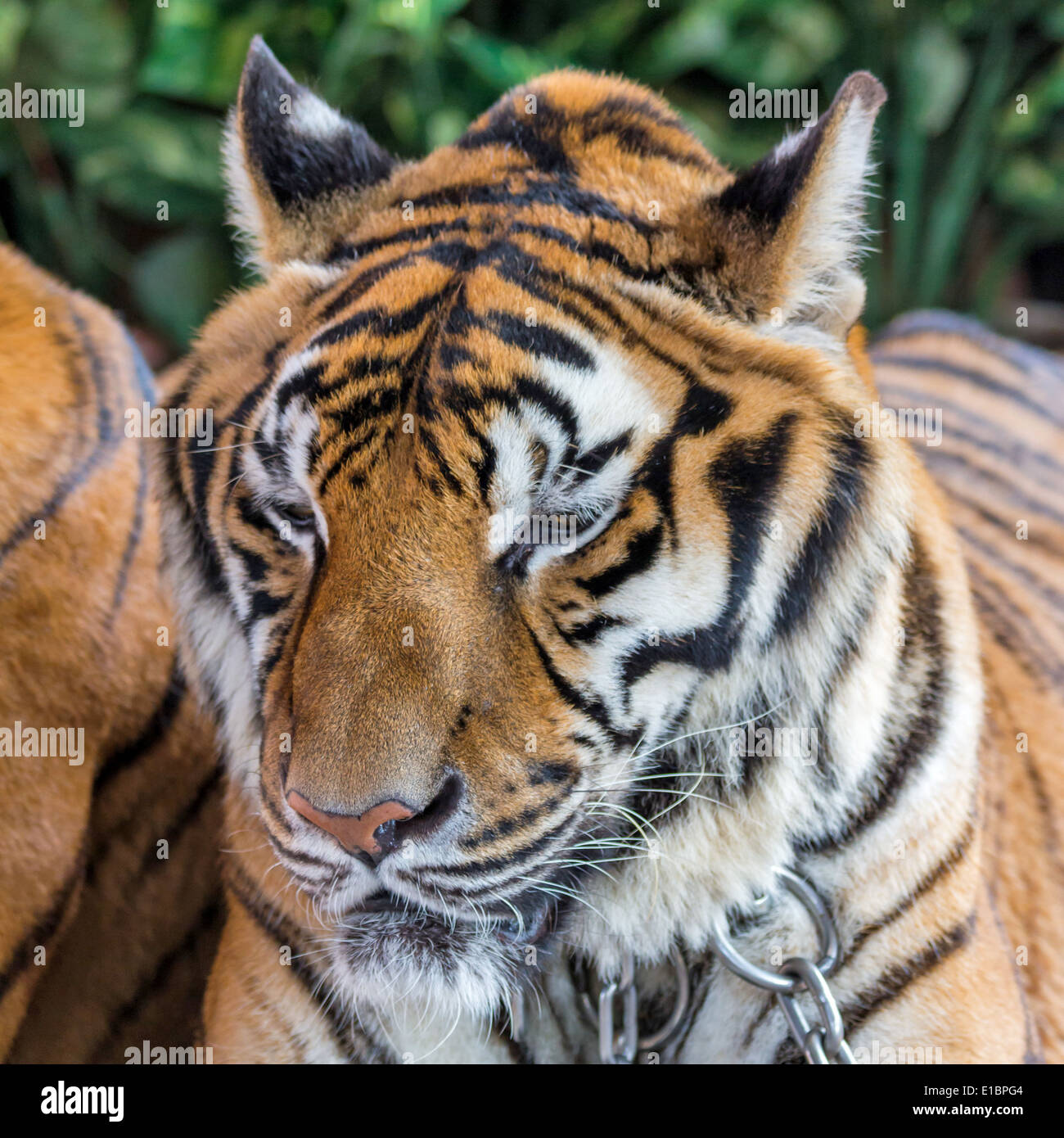 Thailand tiger park hi-res stock photography and images - Alamy