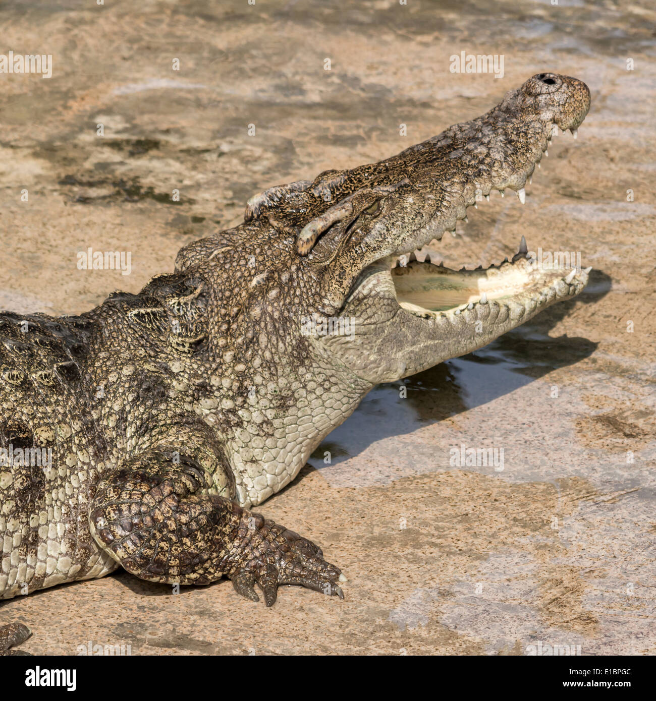 Crocodylus siamensis in thailand hi-res stock photography and images ...
