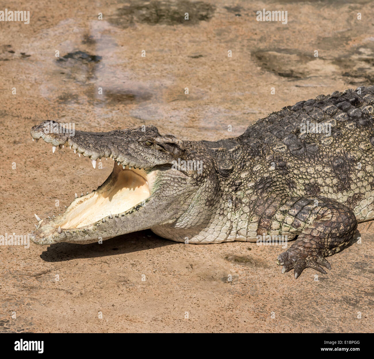 Crocodylus Siamensis In Thailand High Resolution Stock Photography and ...