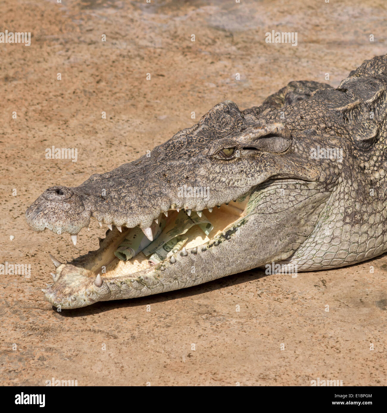 Crocodylus siamensis in thailand hi-res stock photography and images ...