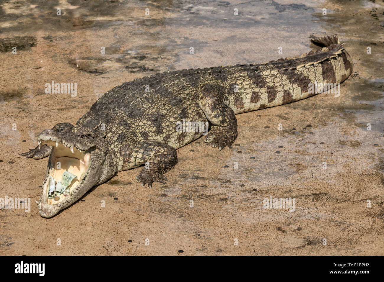 Crocodylus siamensis in thailand hi-res stock photography and images ...