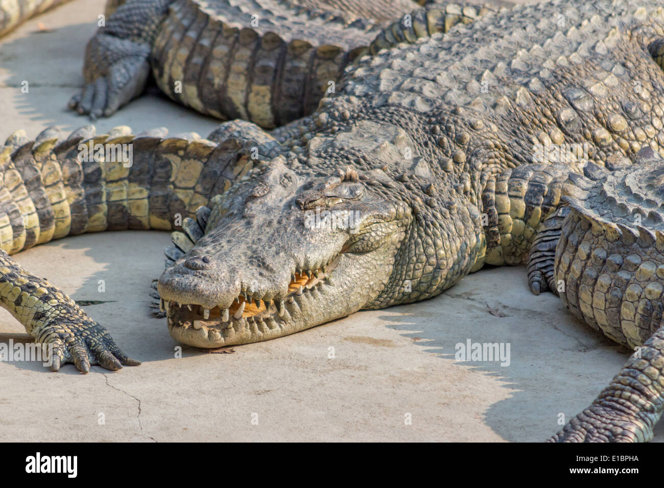 crocodile in the zoo Thailand Stock Photo - Alamy