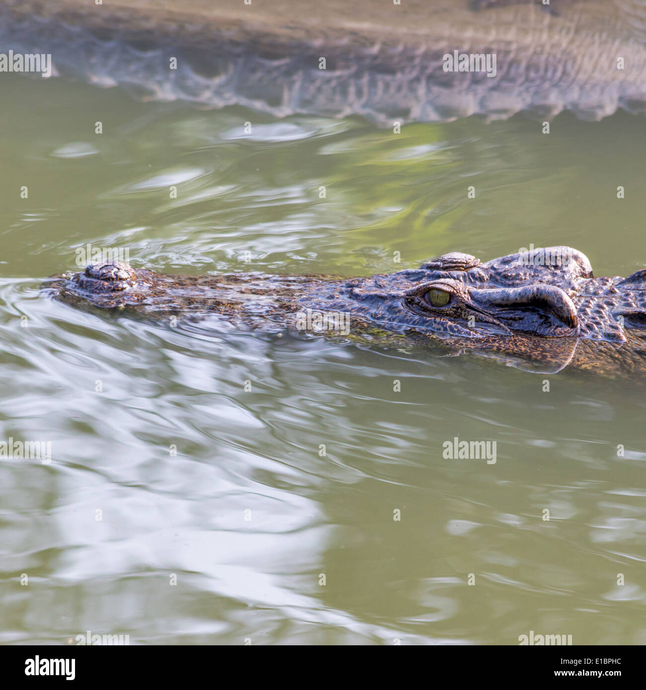 Crocodylus Siamensis In Thailand High Resolution Stock Photography and ...