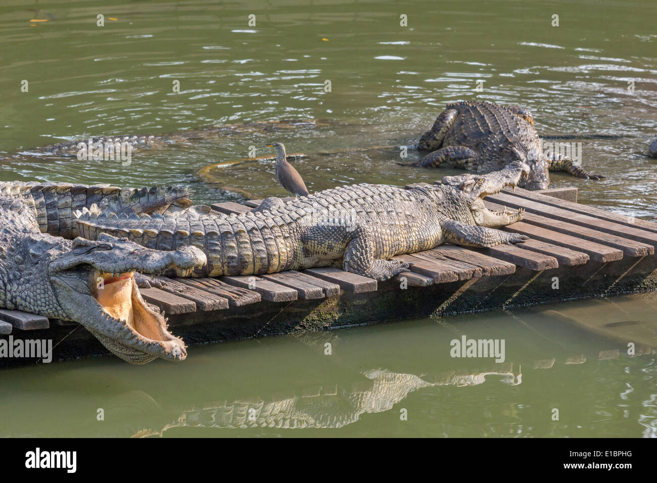 crocodile in the zoo Thailand Stock Photo - Alamy