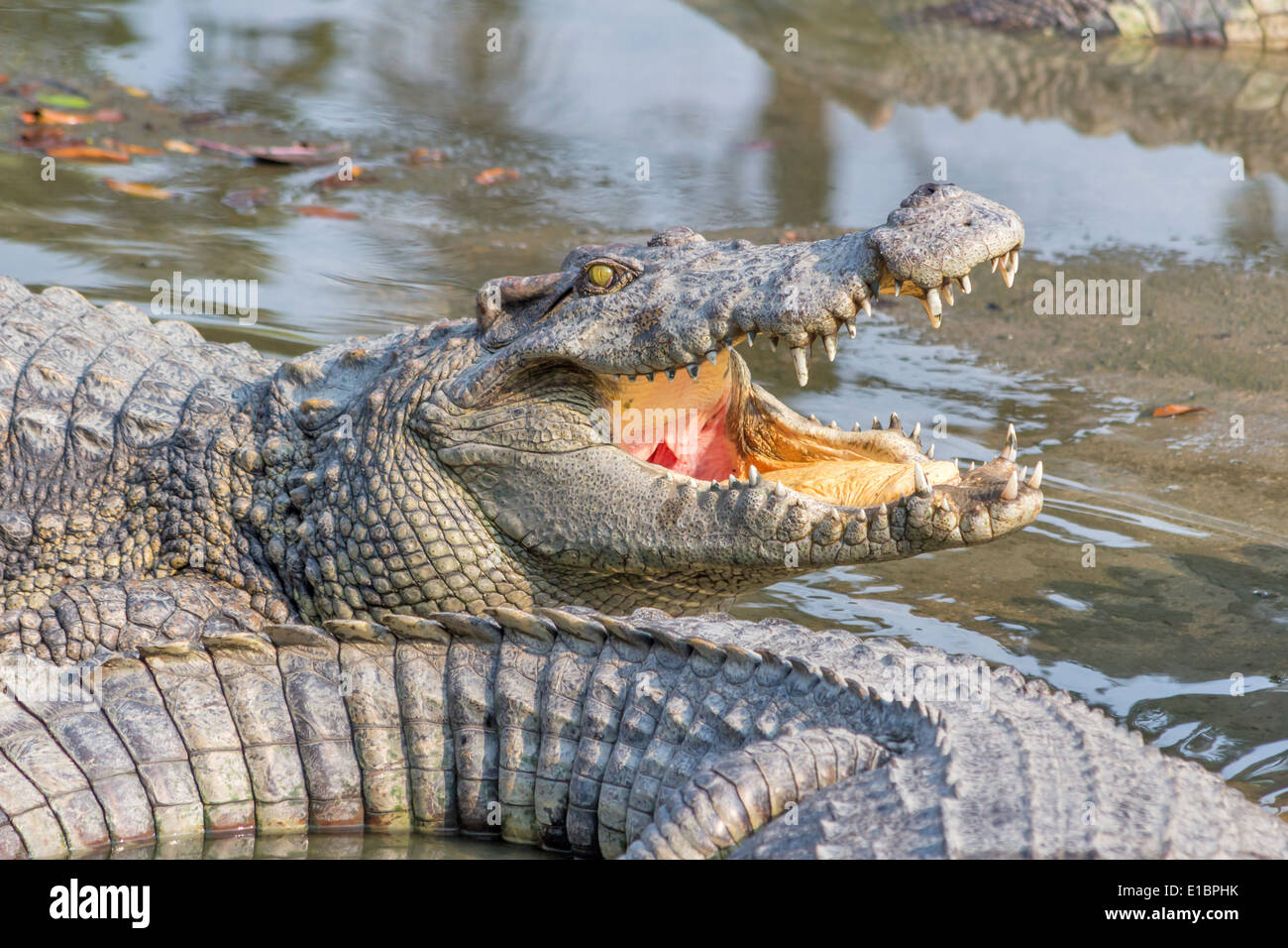 Crocodylus siamensis in thailand hi-res stock photography and images ...