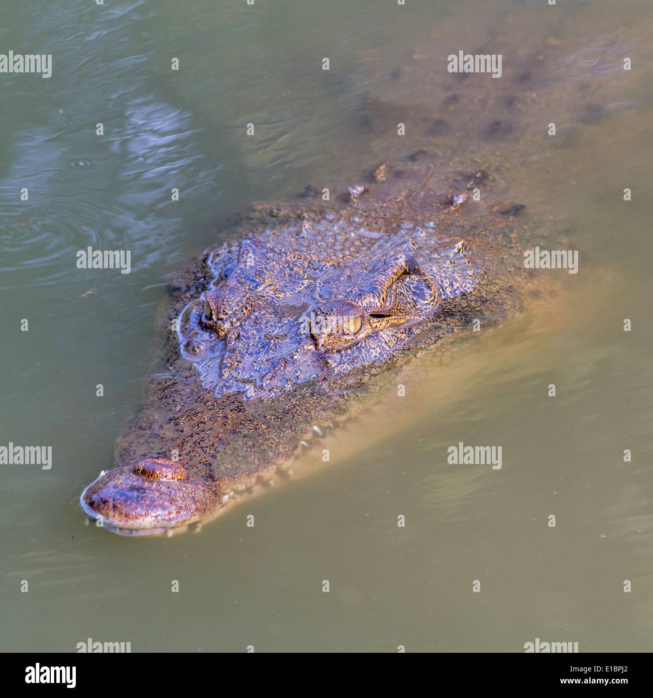 Crocodylus siamensis in thailand hi-res stock photography and images ...